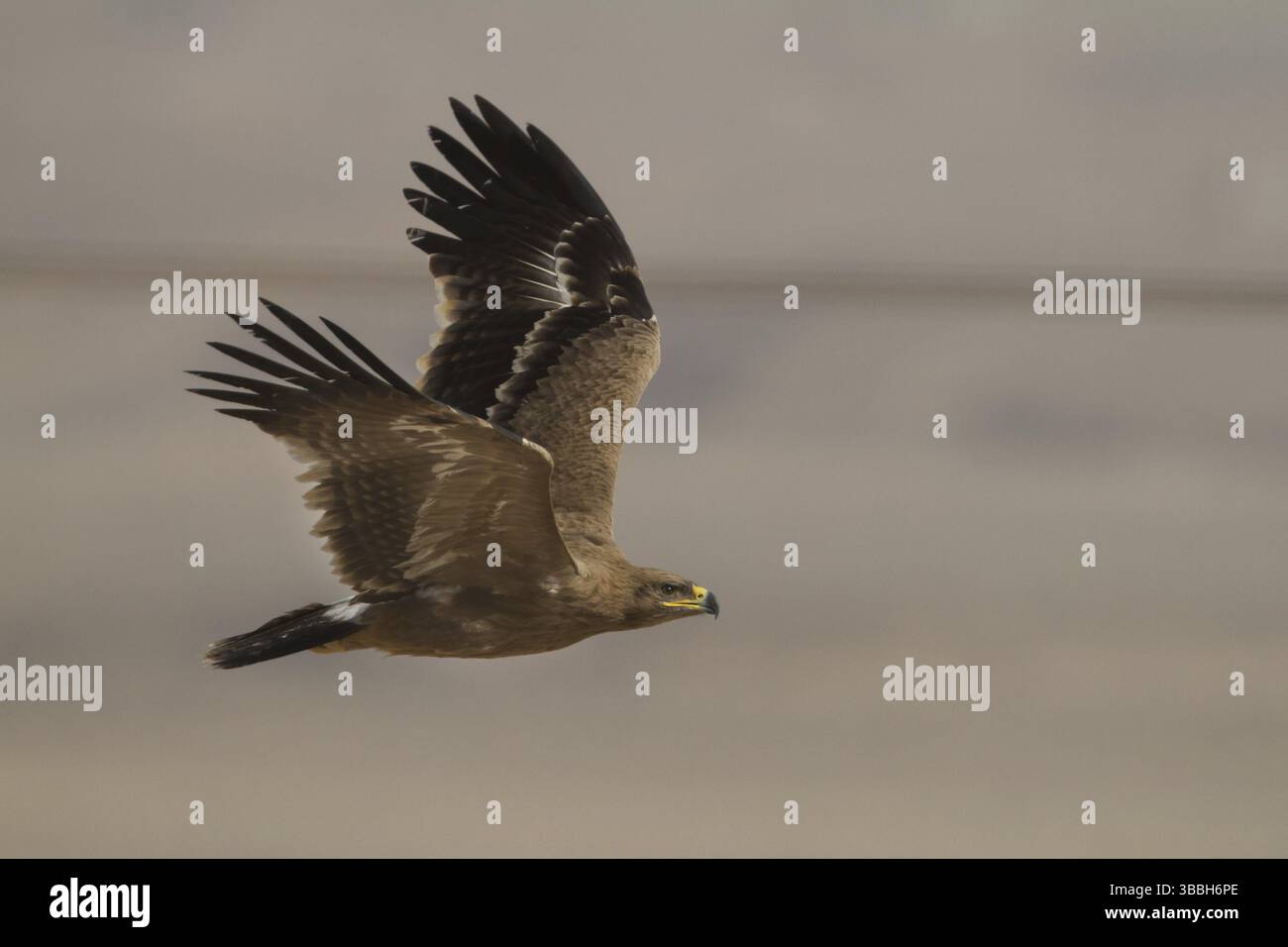 Steppe Eagle (Aquila nipalensis) flying, Oman, Asia Stock Photo - Alamy