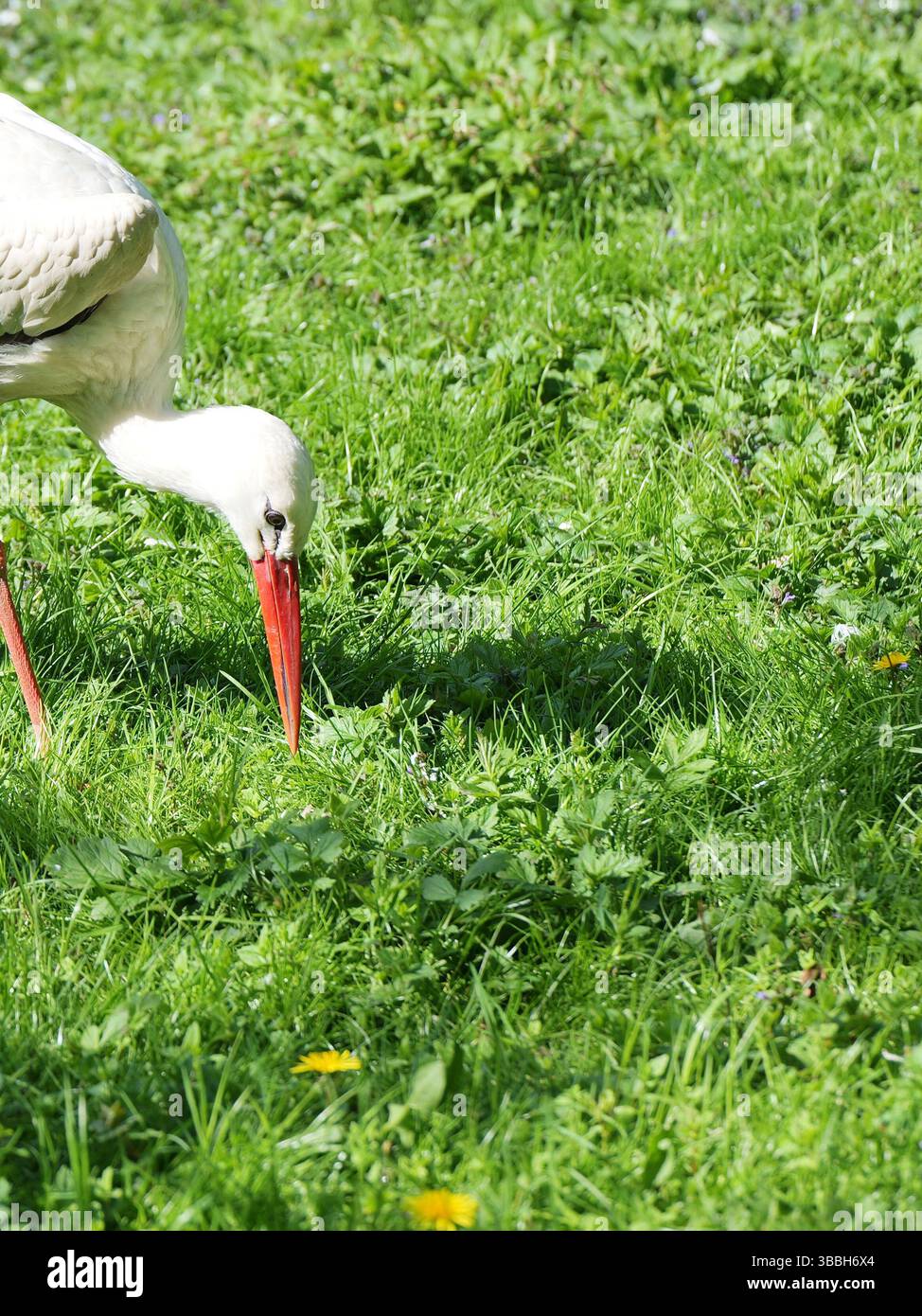 A white stork wades through wet meadows in search of insects and frogs ...