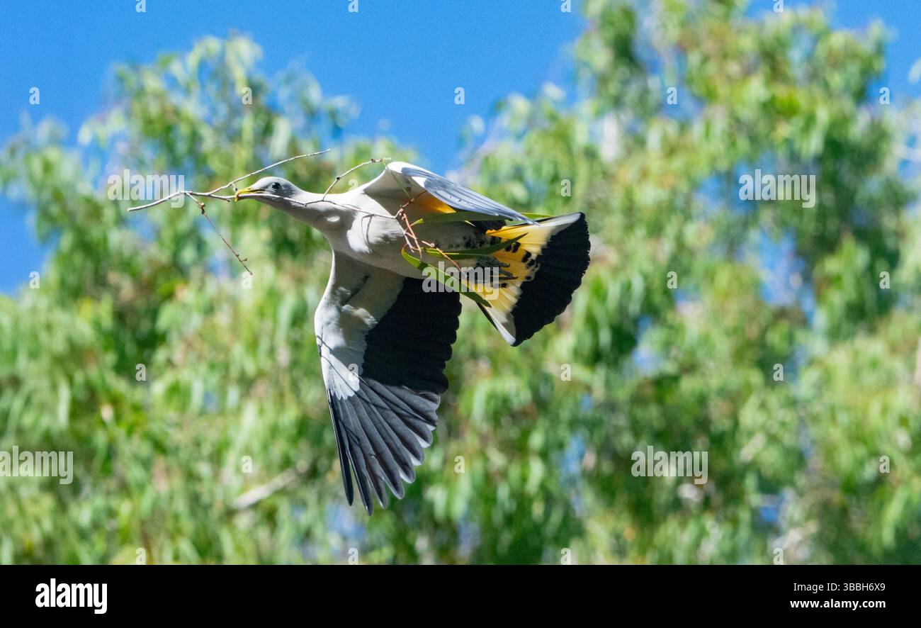 Torresian Imperial Pigeon (Ducula spilorrhoa) carrying nesting material ...