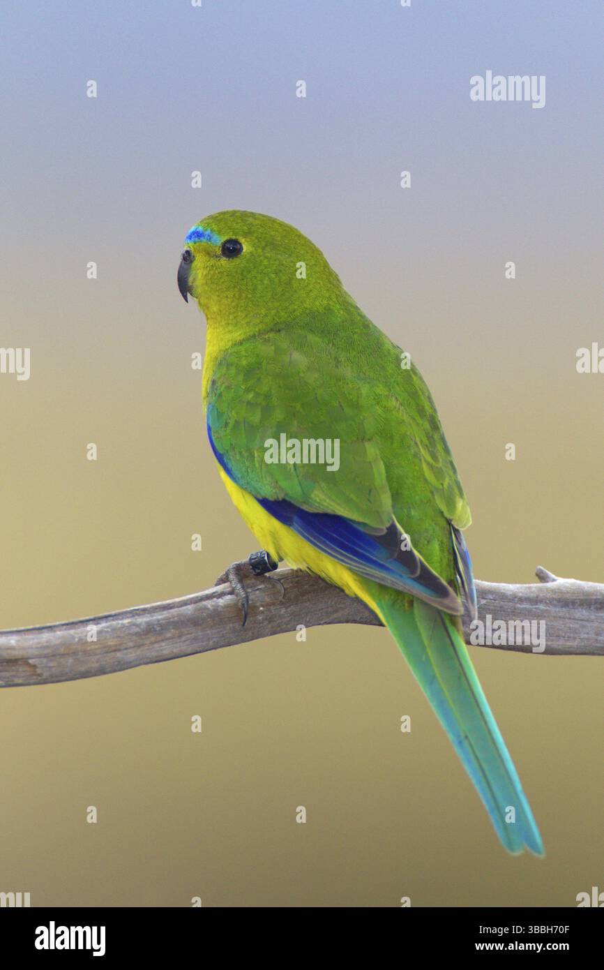 Orange-bellied Parrot (Neophema chrysogaster), Tasmania, Australia ...