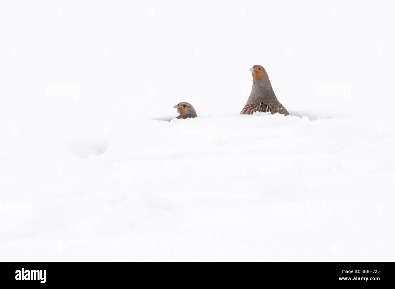 English germany Cut Out Stock Images & Pictures - Alamy