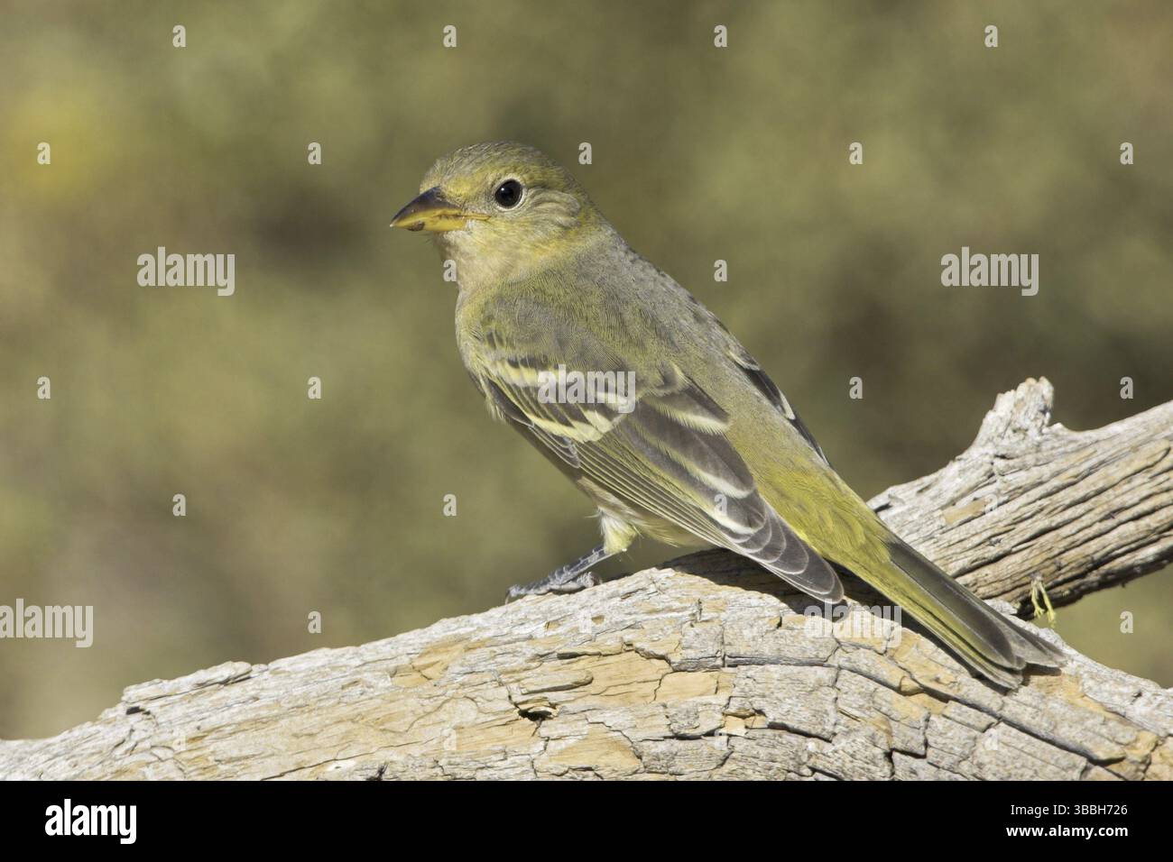 Western Tanager (Piranga ludoviciana) female, Oregon, USA, North ...