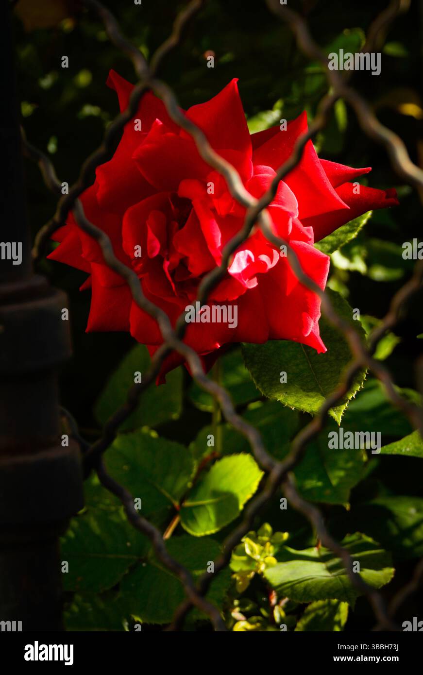 A beautiful red rose behind a fence. Concept of beauty, captivity and ...