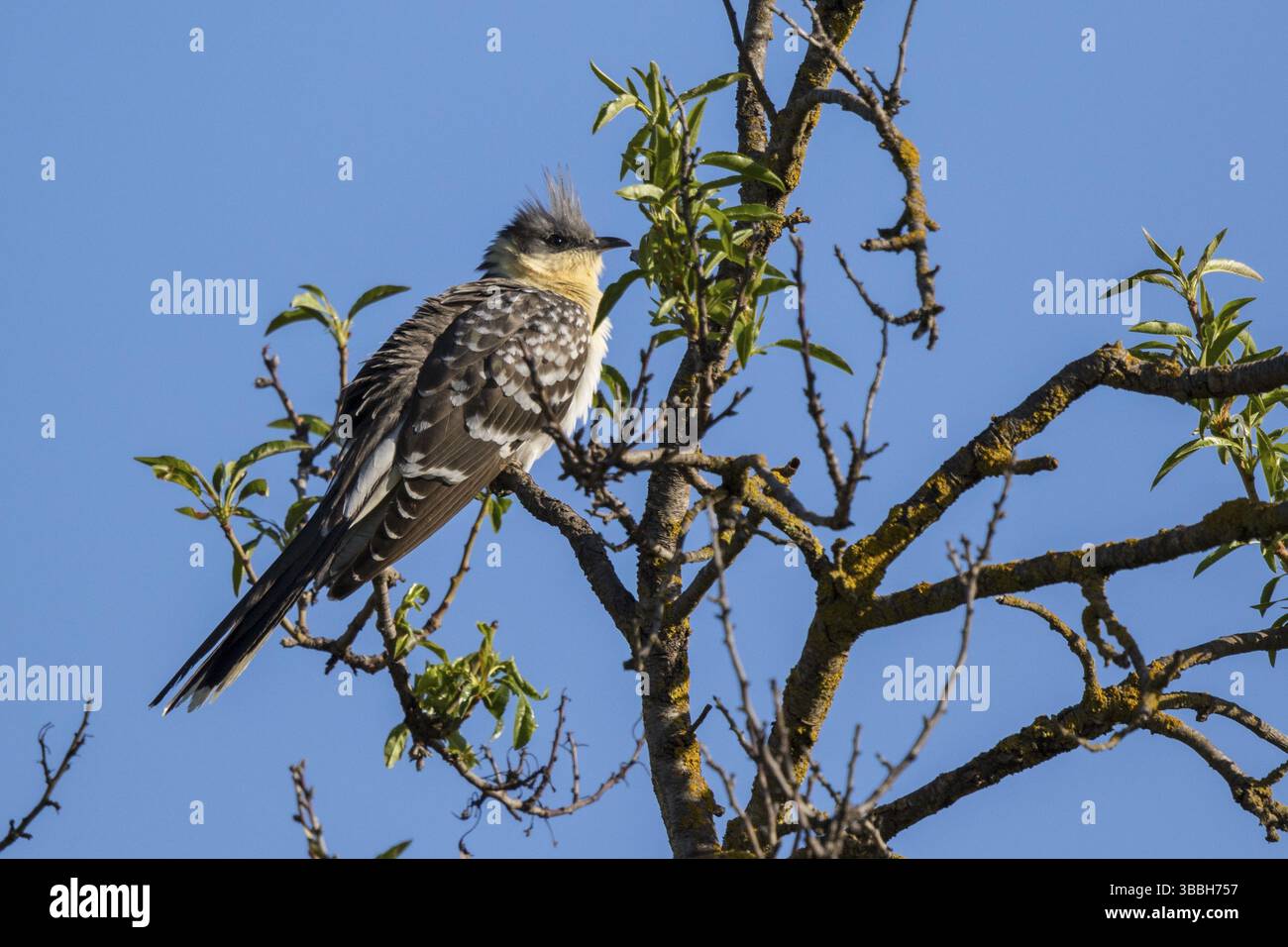 Great Spotted Cuckoo (Clamator glandarius), Spain, Europe Stock Photo ...