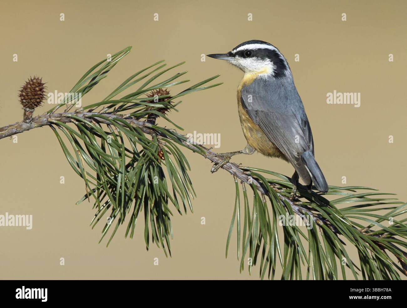 Red-breasted Nuthatch (Sitta canadensis), Delaware, USA, North America ...