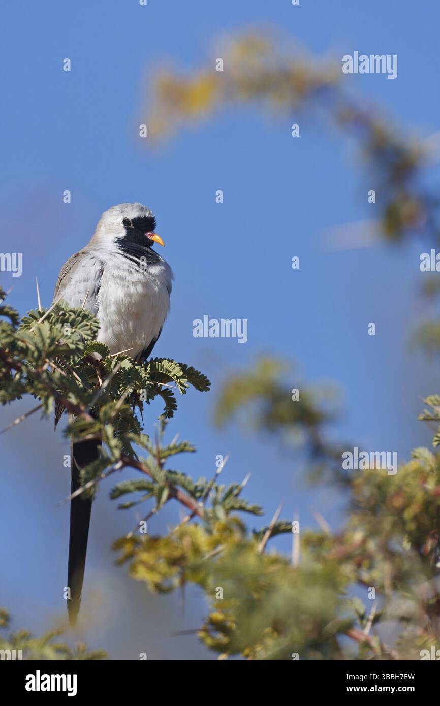 Namaqua Dove (Oena capensis) male, Northern Cape, South Africa, Africa ...