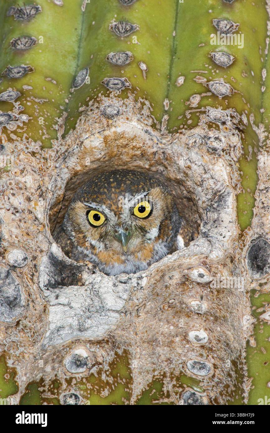 Elf owl hi-res stock photography and images - Alamy