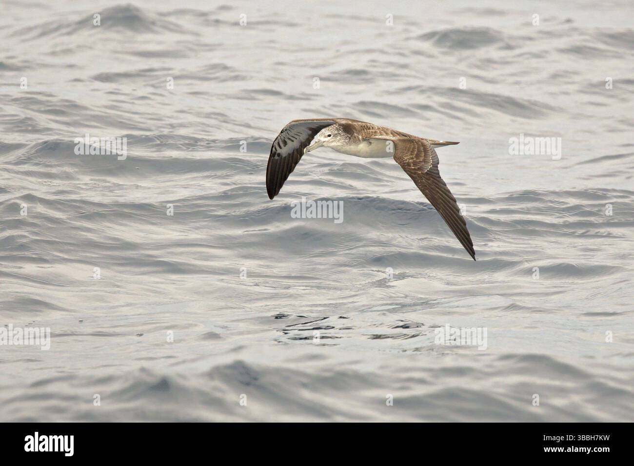 Streaked Shearwater (Calonectris leucomelas) flying, Sea of Japan ...