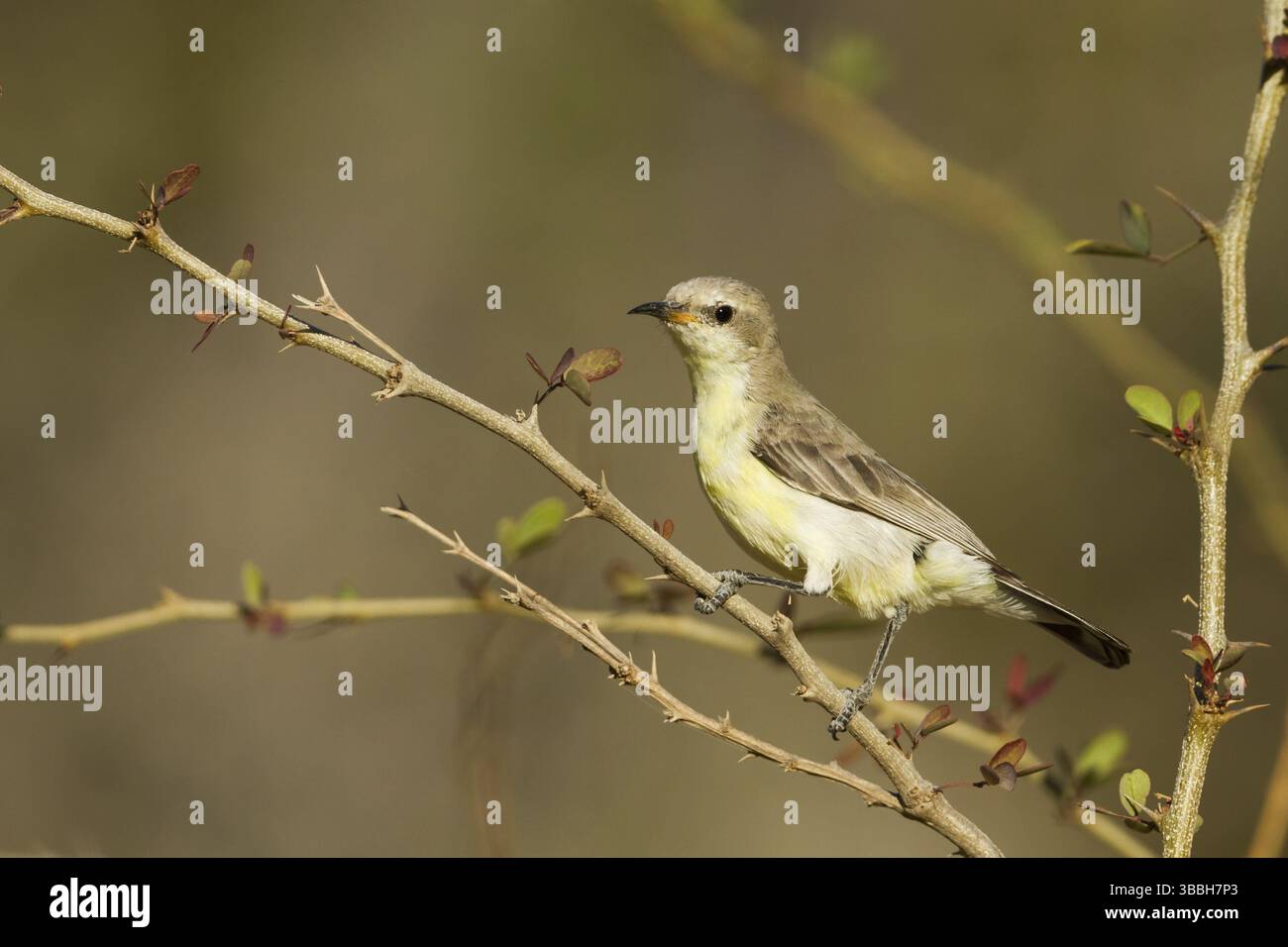 Nile Valley Sunbird (Hedydipna metallica) female, Oman, Asia Stock ...