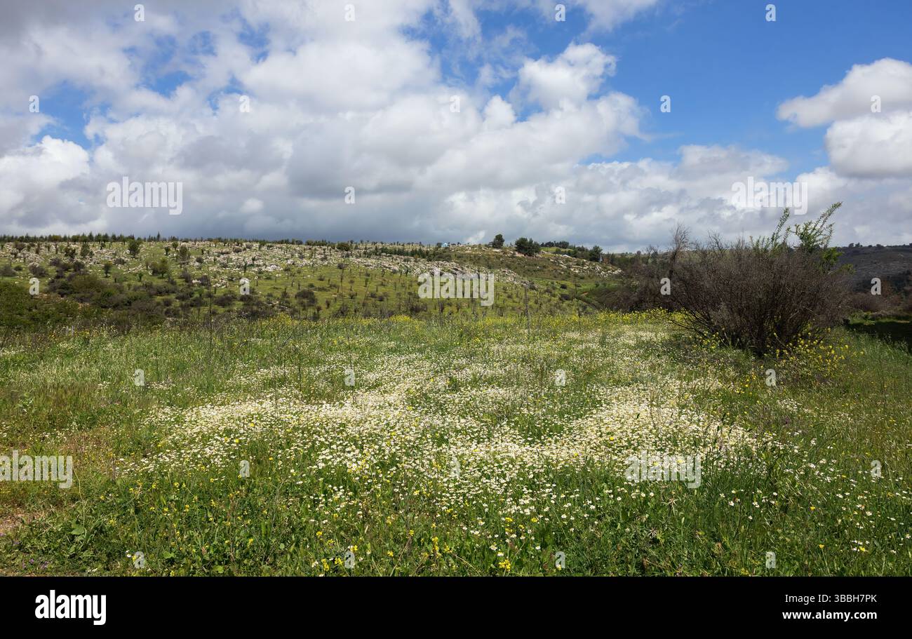 beautiful natural landscape of upper galilee in israel Stock Photo - Alamy