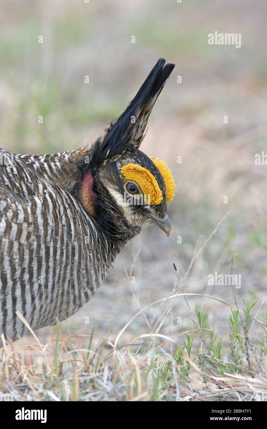 Lesser Prairie-Chicken Tympanuchus pallidicinctus Milnesand, New Mexico ...