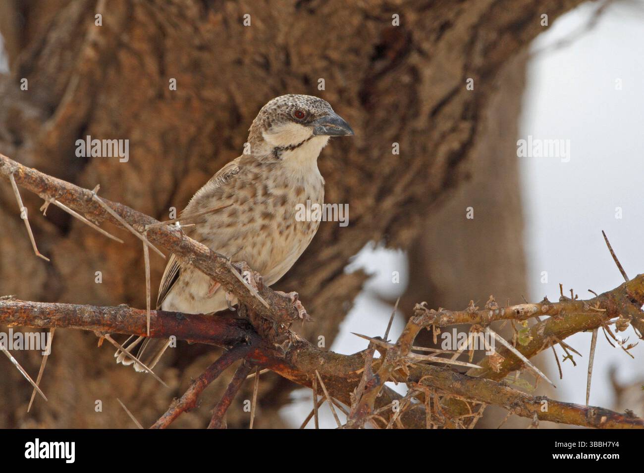 Donaldson-Smith Sparrow Weaver, Plocepasser donaldsoni Stock Photo - Alamy