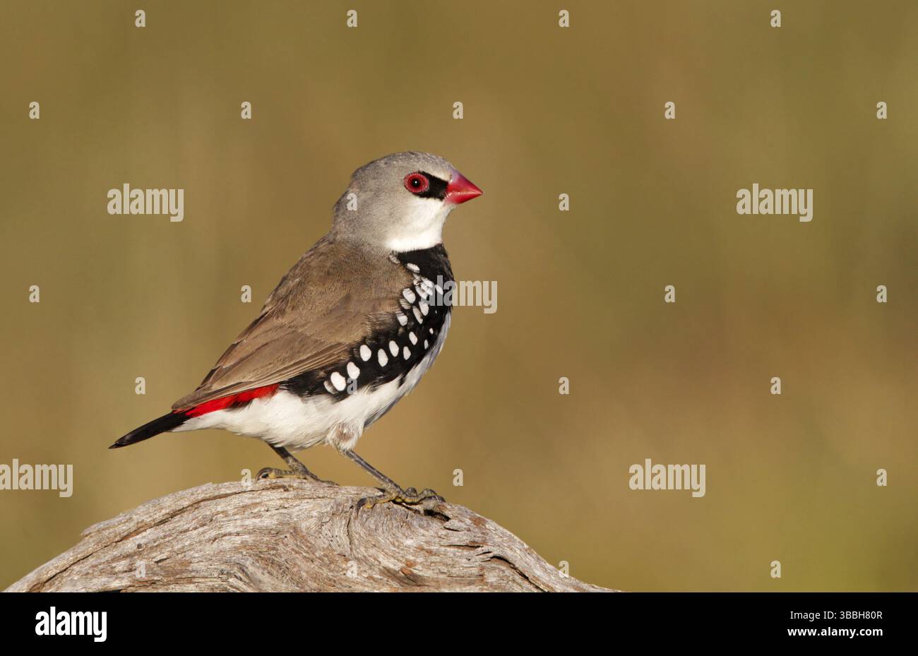 Diamond Firetail (Stagonopleura guttata), Australian Capital Territory ...