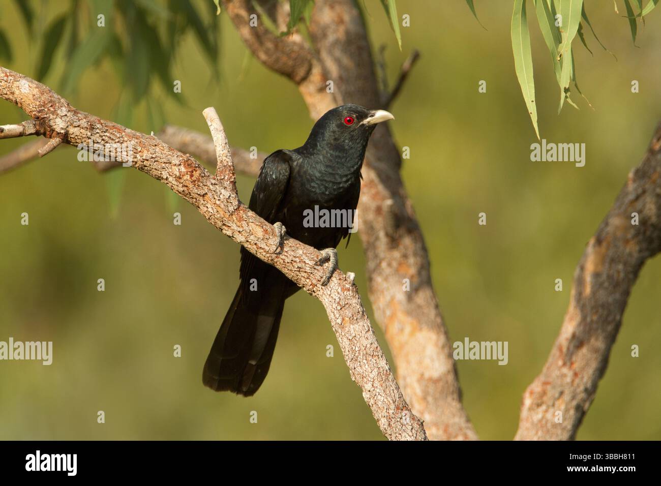 Pacific Koel (Eudynamys orientalis) male, Queensland, Australia ...