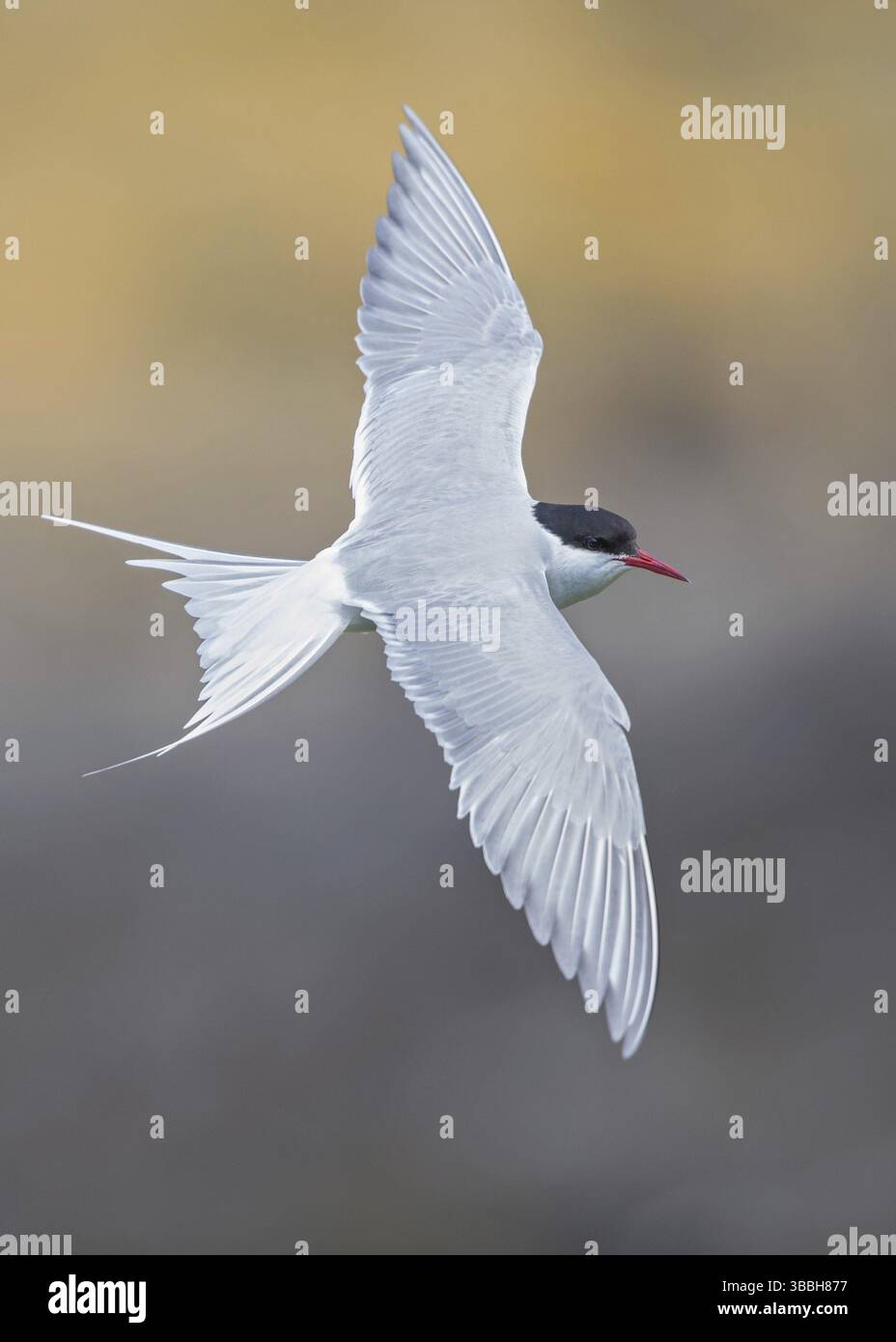 Arctic Tern (Sterna paradisaea) flying, Scotland, United Kingdom ...