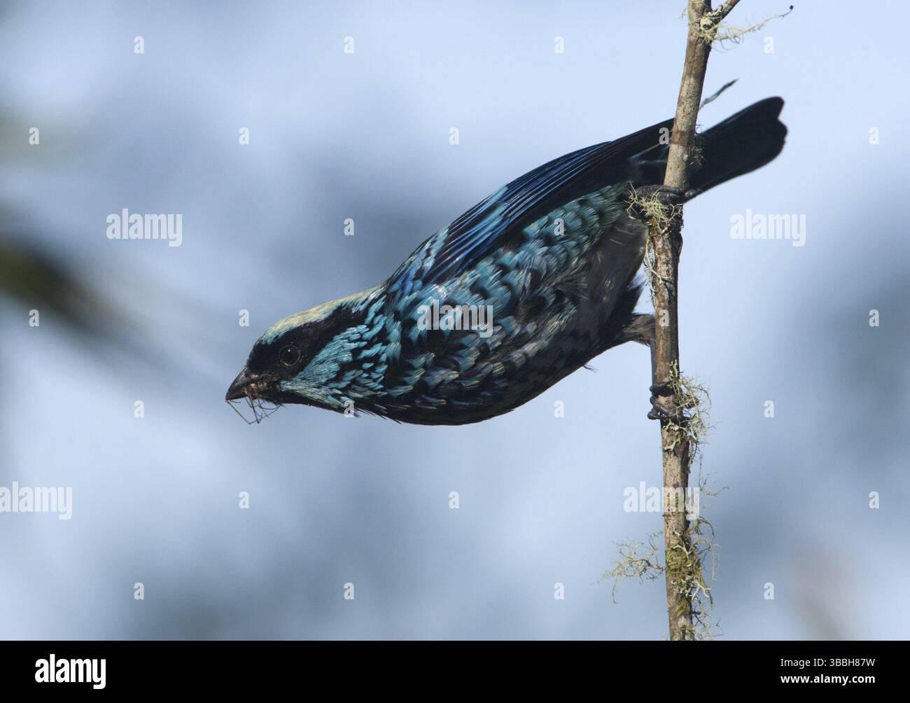 Beryl-spangled Tanager (Tangara nigroviridis), Pichincha, Ecuador ...