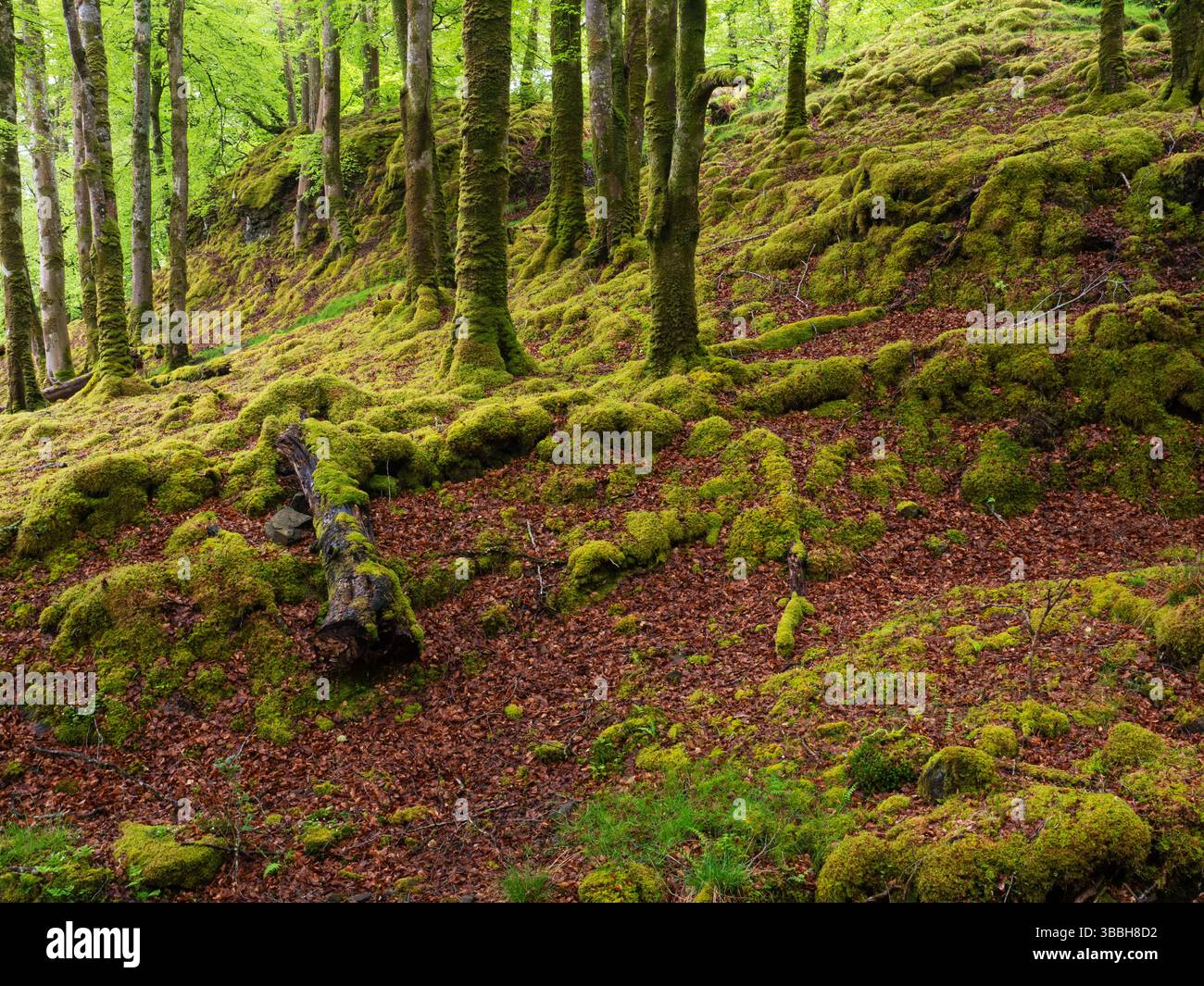 Beech Fagus sylvatica woodland with moss covered woodland floor, Ulva ...