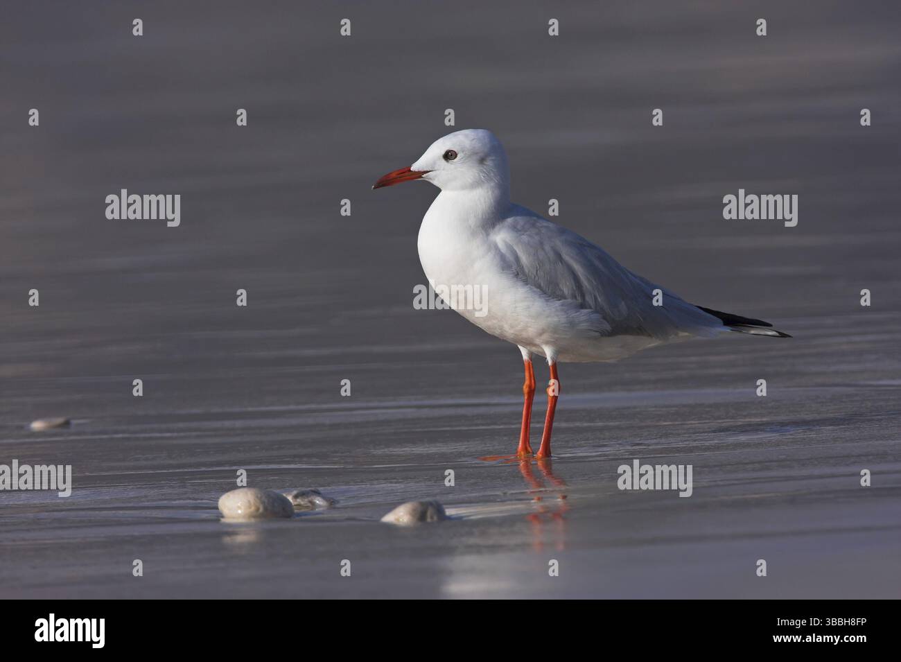 Slender-billed Gull (Chroicocephalus genei), Oman, Asia Stock Photo - Alamy