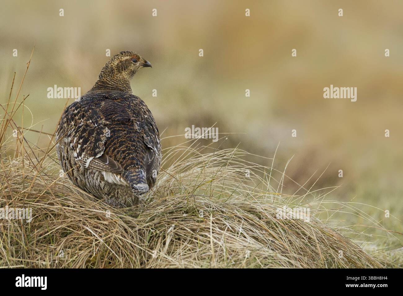 Black Grouse (Lyrurus tetrix) female, Scotland, United Kingdom, Europe ...