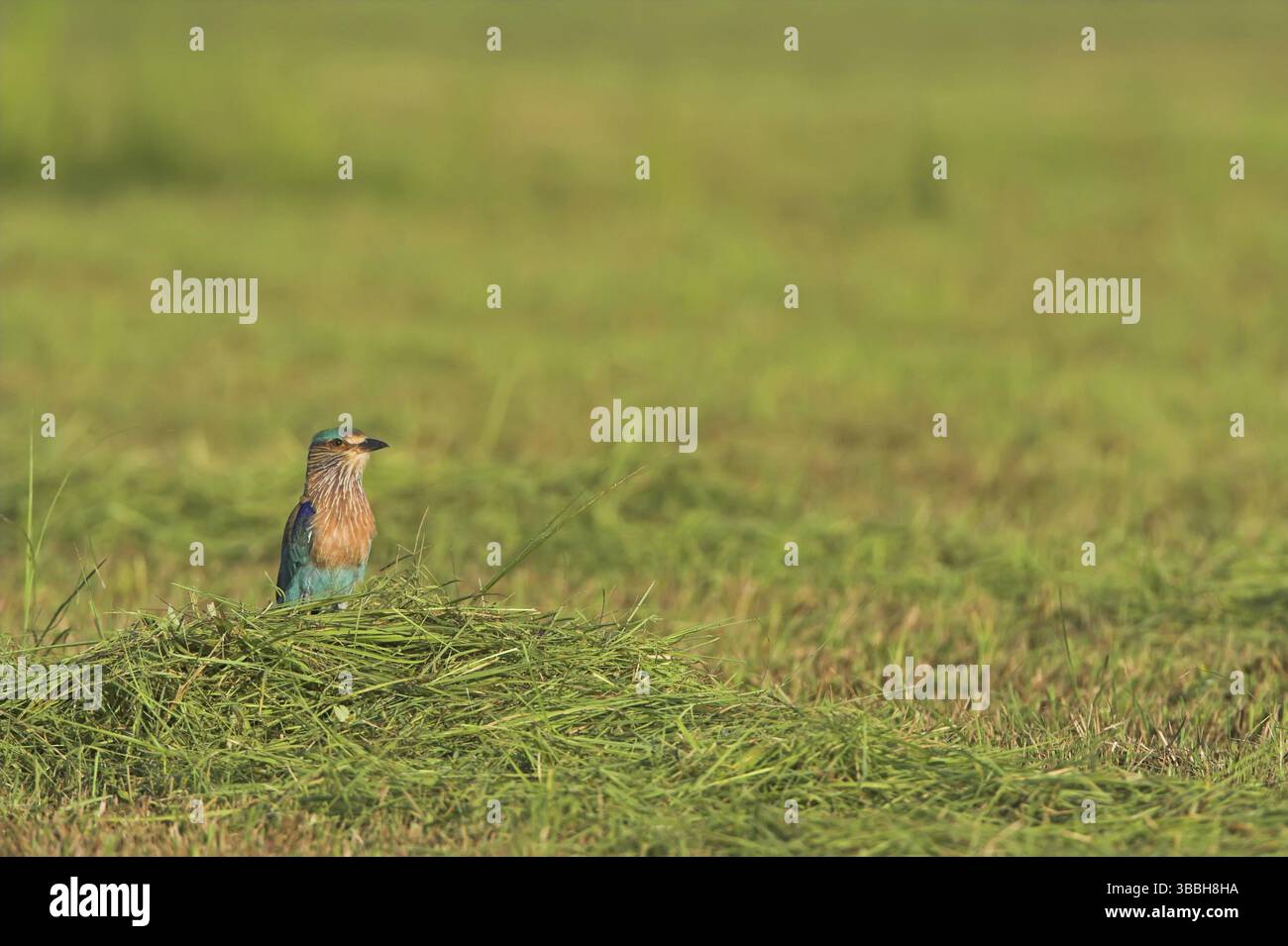 Indian Roller (Coracias benghalensis), Oman, Asia Stock Photo - Alamy