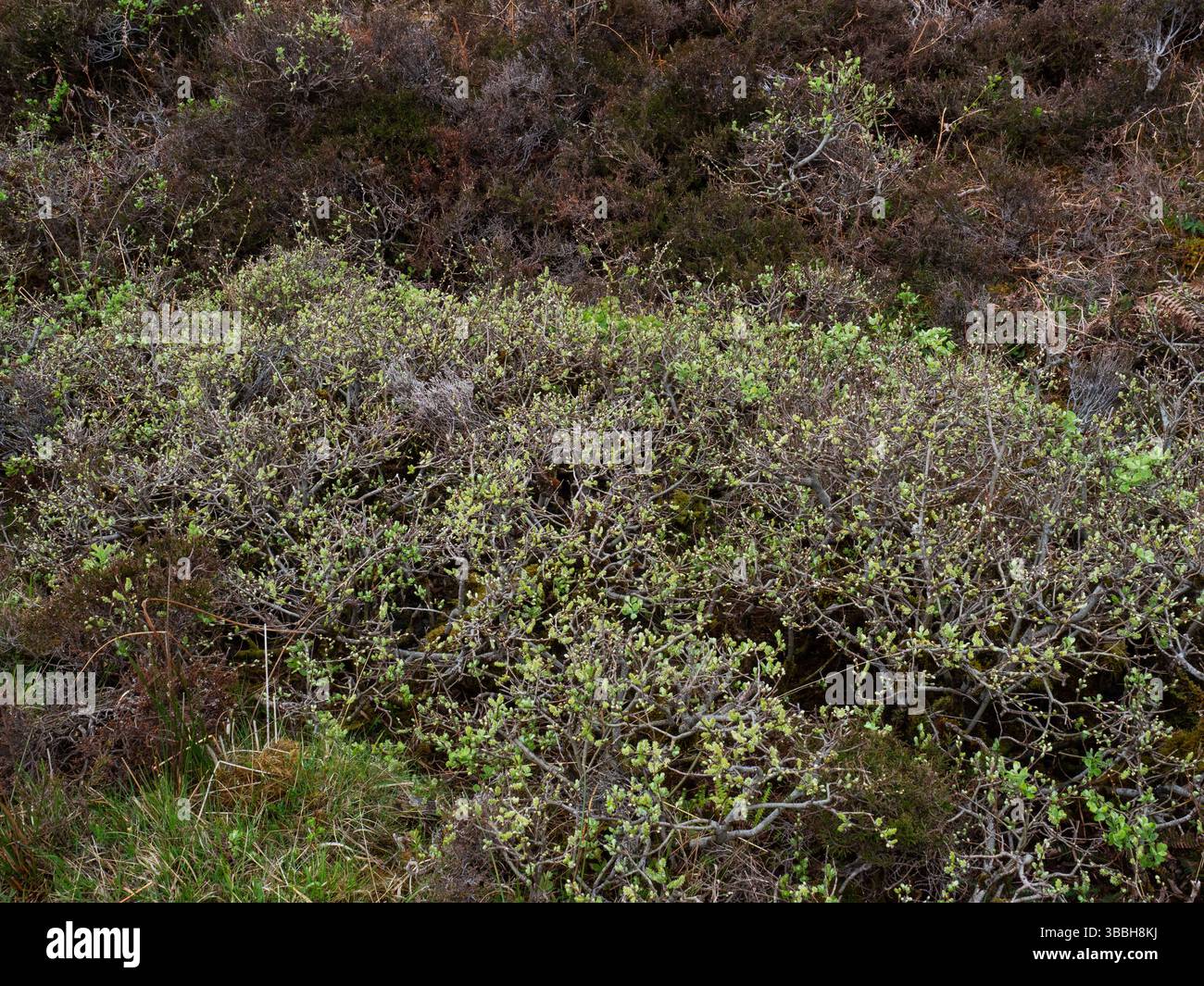 Mountain willow Salix arbuscula Ulva Island, Inner Hebrides, Argyll and ...