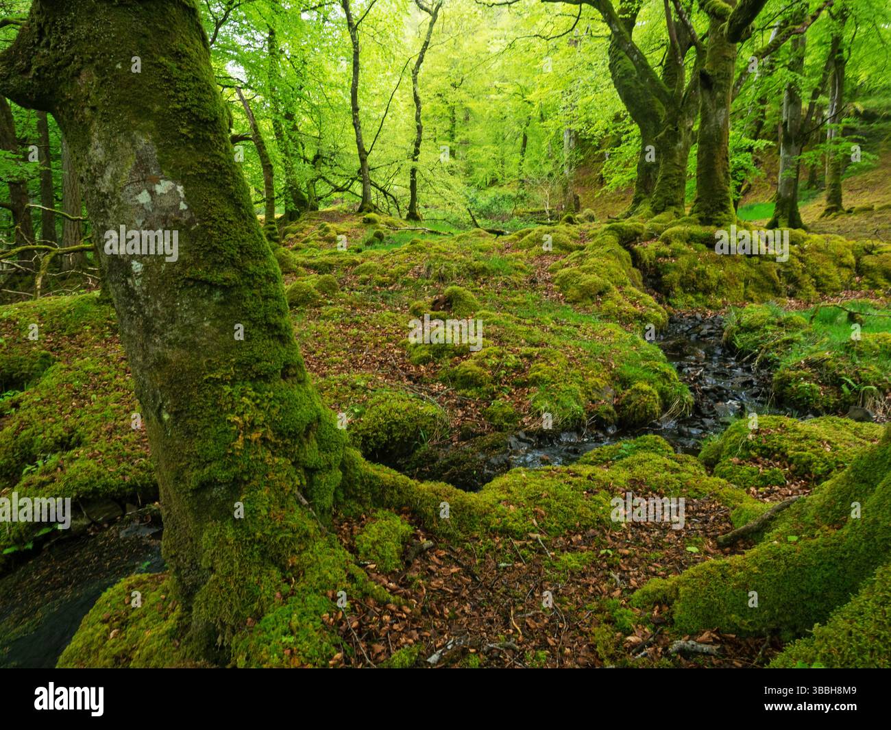 Beech Fagus sylvatica woodland with moss covered woodland floor, Ulva ...