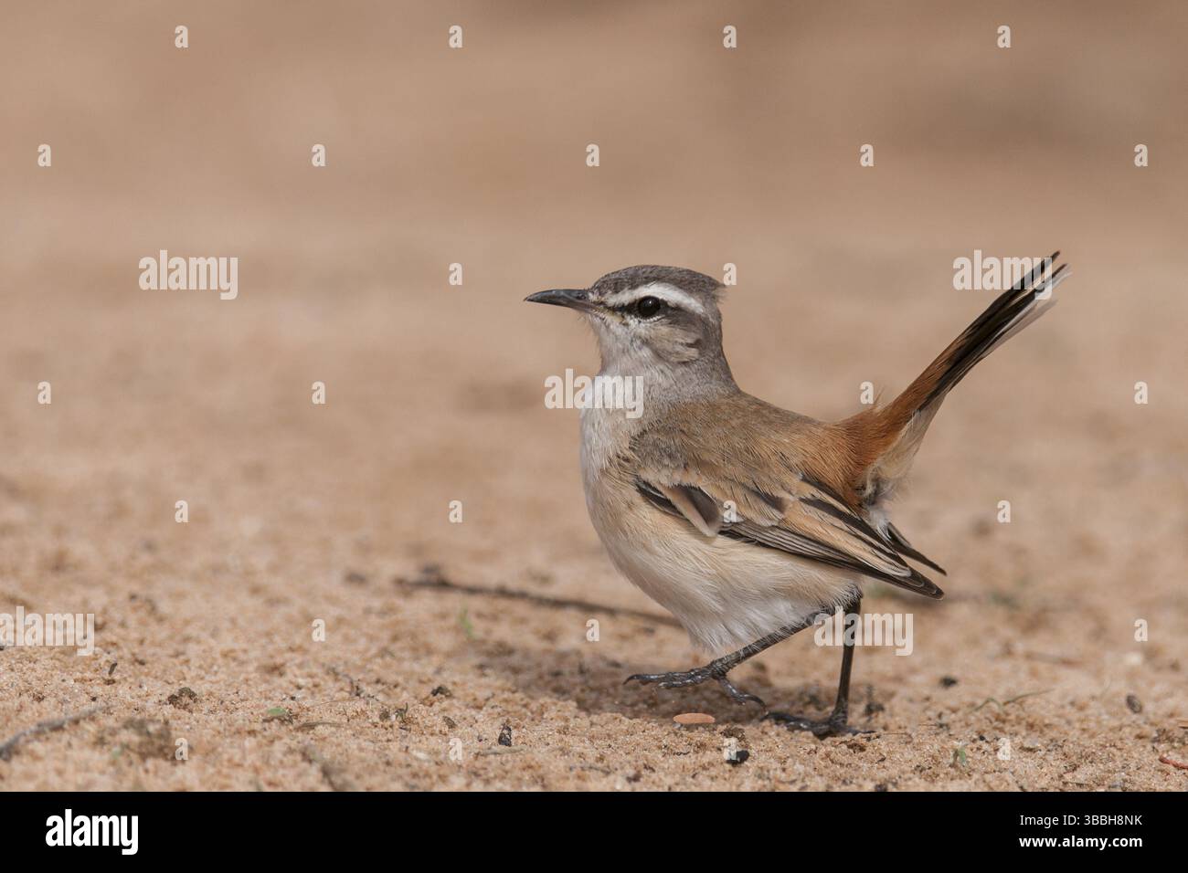 Kalahari Scrub Robin (Cercotrichas paena), Northern Cape South Africa ...