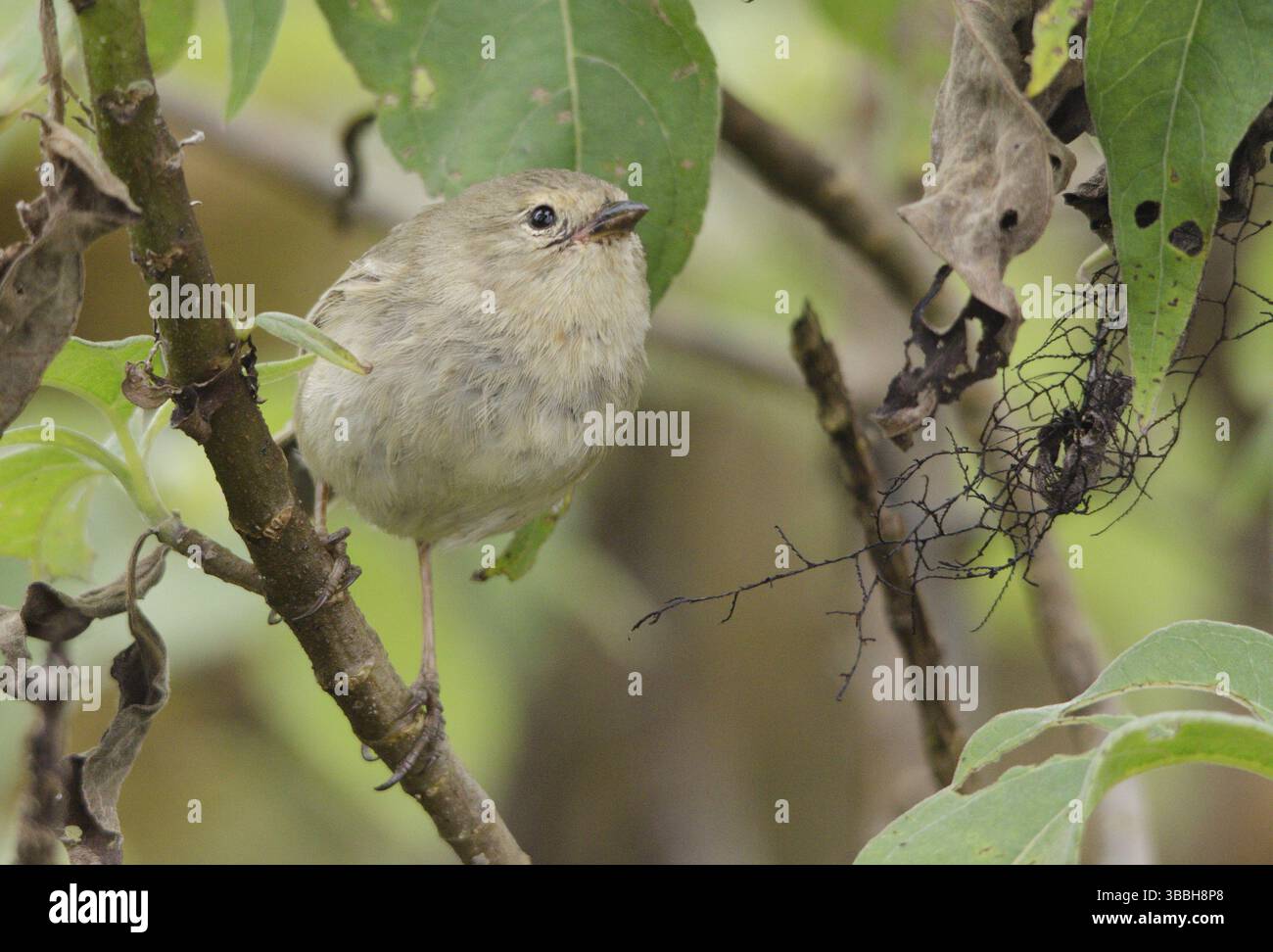 Grey Warbler-Finch (Certhidea fusca), Galapagos, Ecuador, South America ...