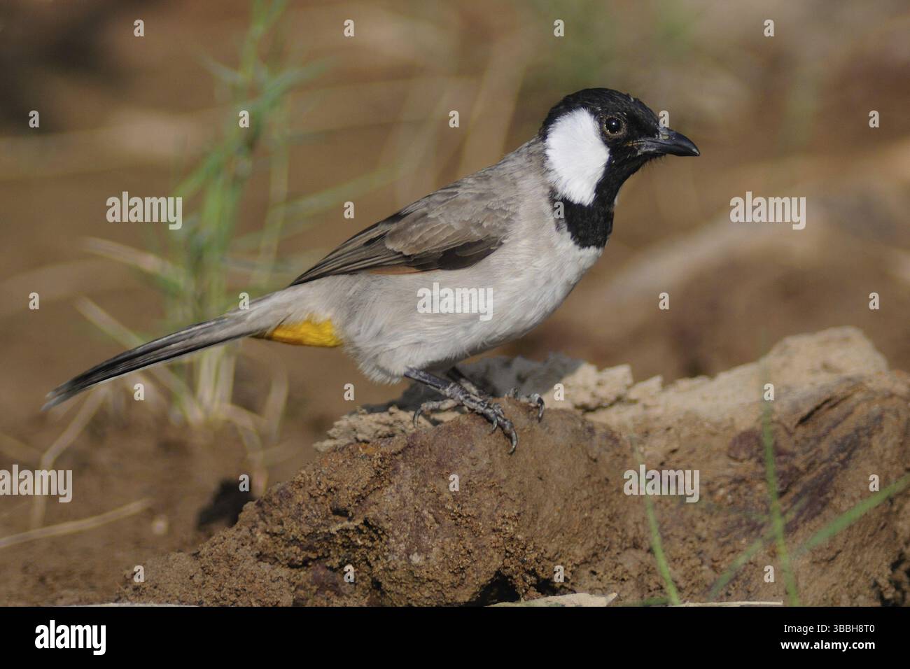 White-eared Bulbul (Pycnonotus leucotis), India, Asia Stock Photo - Alamy