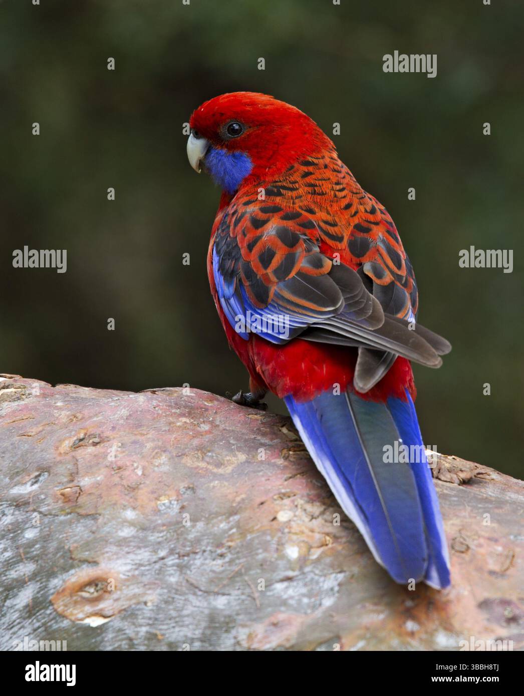 Crimson Rosella (Platycercus elegans), Australian Capital Territory ...