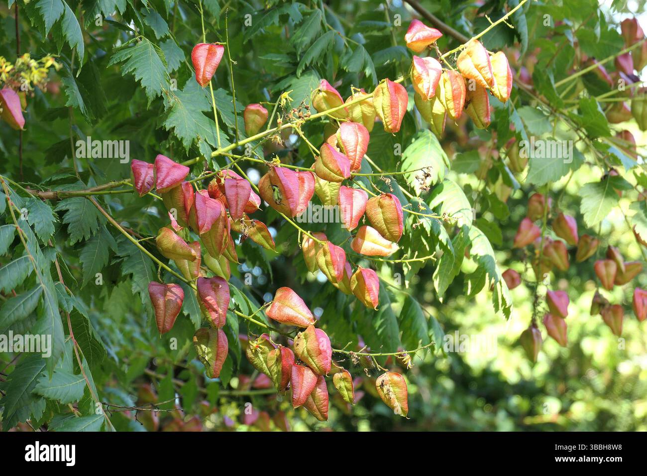 Bronze-pink fruits of the ornamental garden tree koelreuteria ...
