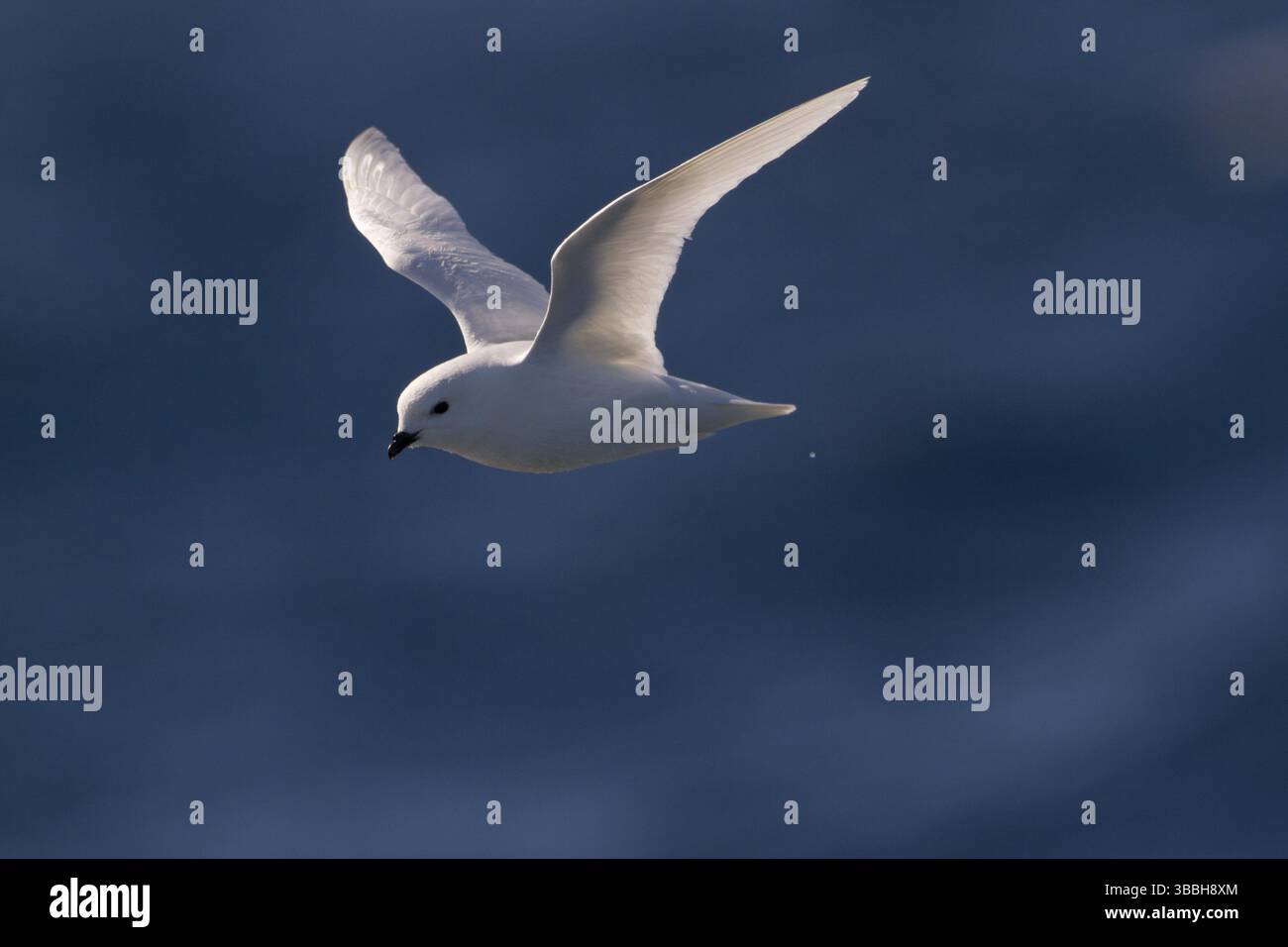 Snow Petrel (Pagodroma nivea) flying, Ross Sea, Antarctica Stock Photo ...