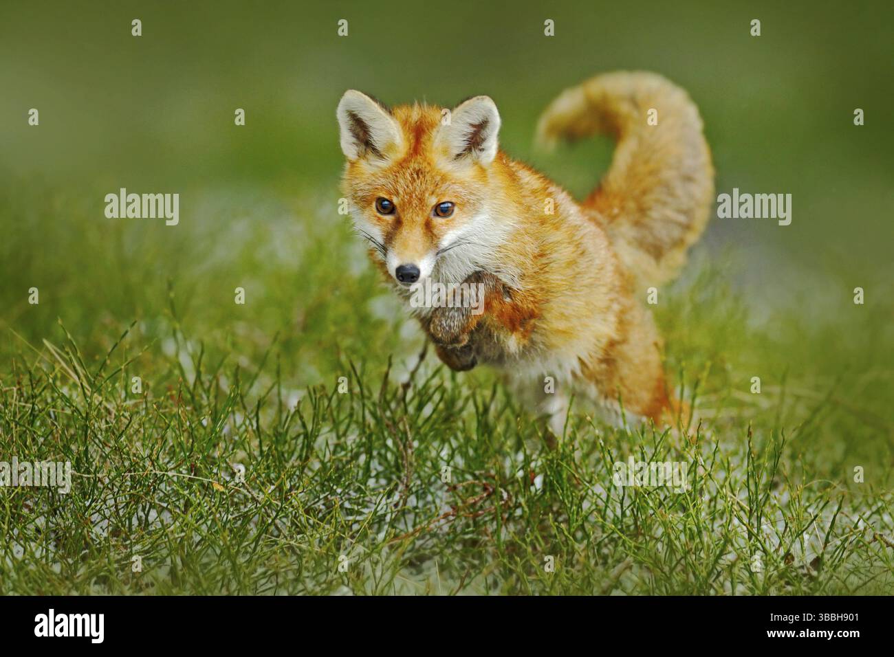 Jumping red fox. Running Red Fox, Vulpes vulpes, at green forest. Wildlife scene from Europe ...