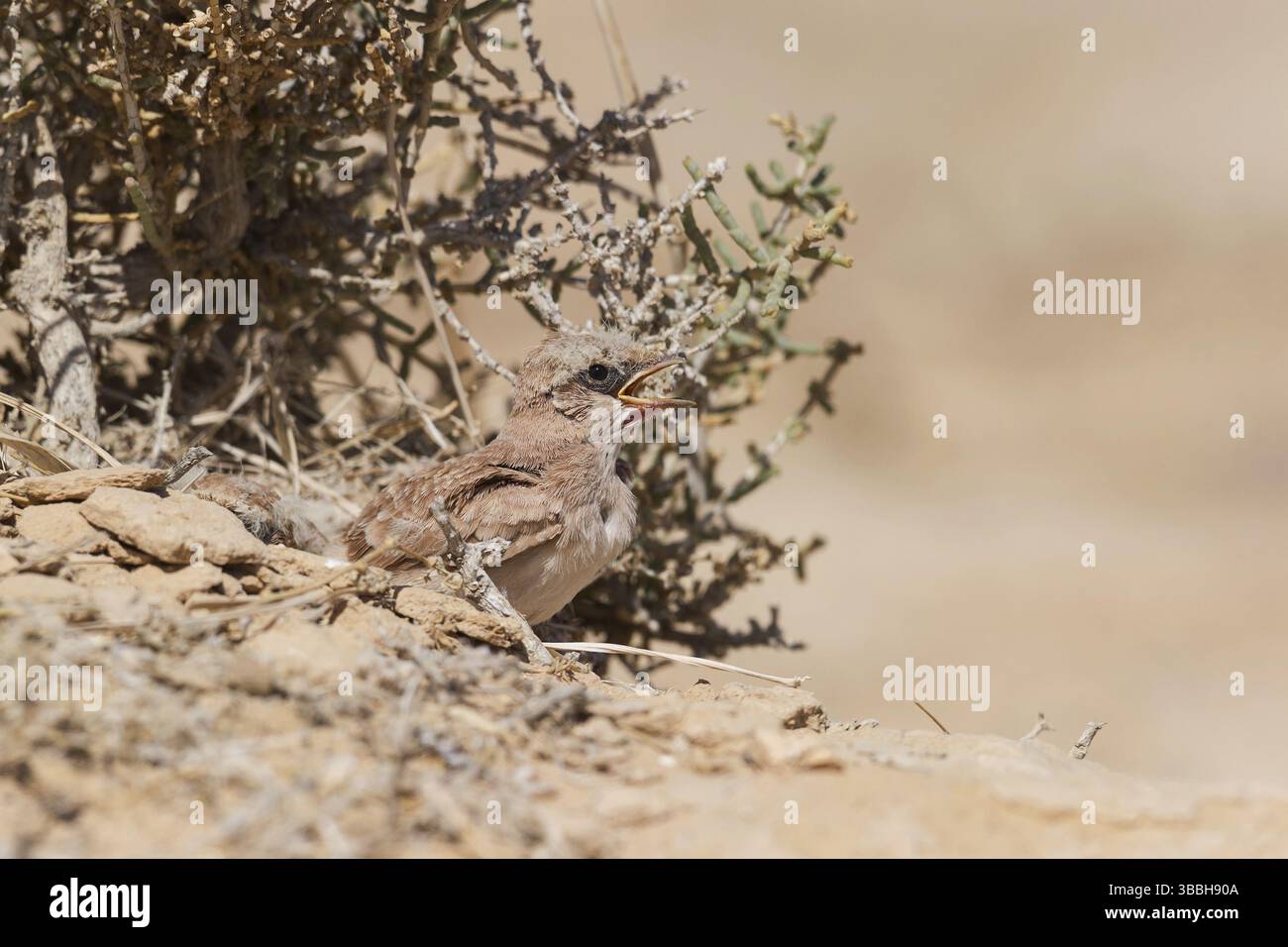 Temminck's Lark (Eremophila bilopha) chick, Meishar, Israel, Asia Stock ...