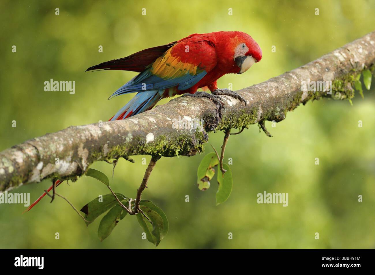 Parrot Scarlet Macaw, Ara macao, in green tropical forest, Costa Rica ...