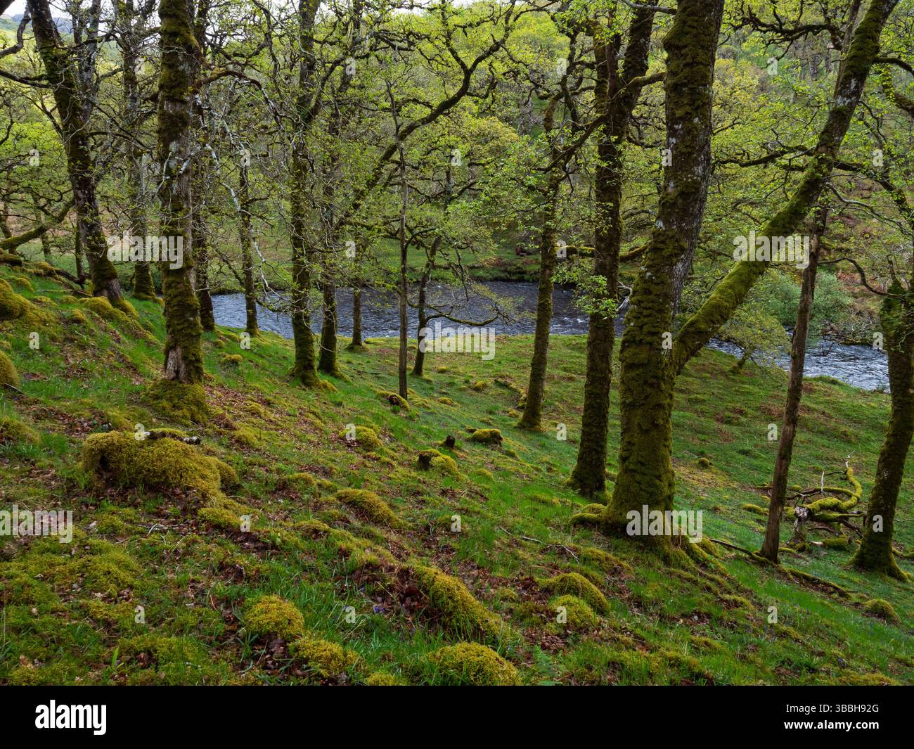 River Aline and oak woodland near Lochaline, Morvern, Scotland, UK, May ...