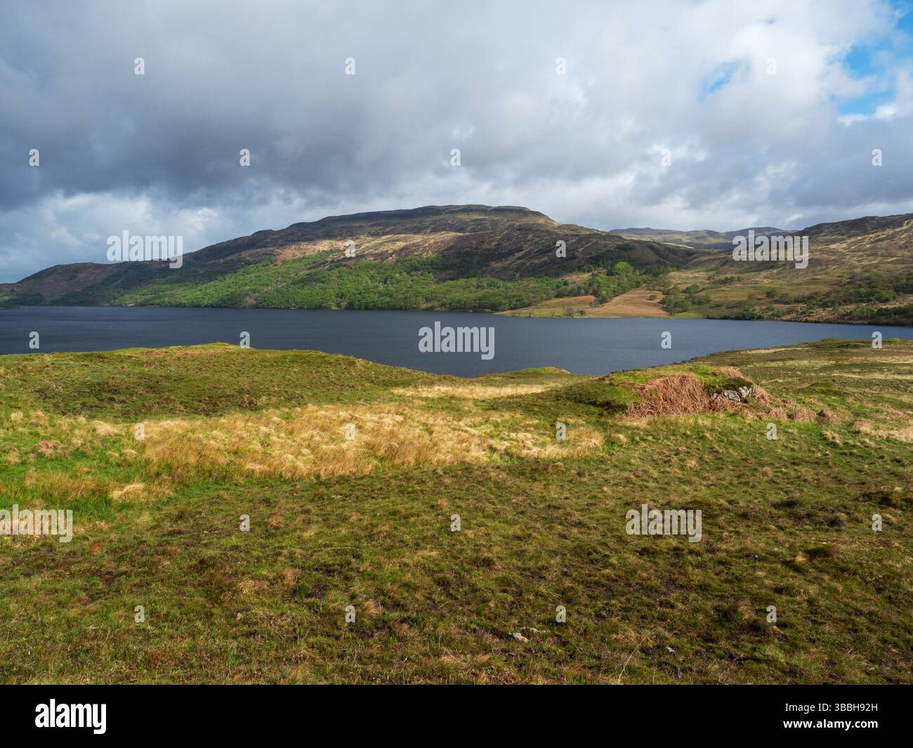 Loch Arienas and atlantic rain forest, Morvern, Scotland, UK, May 2022 ...