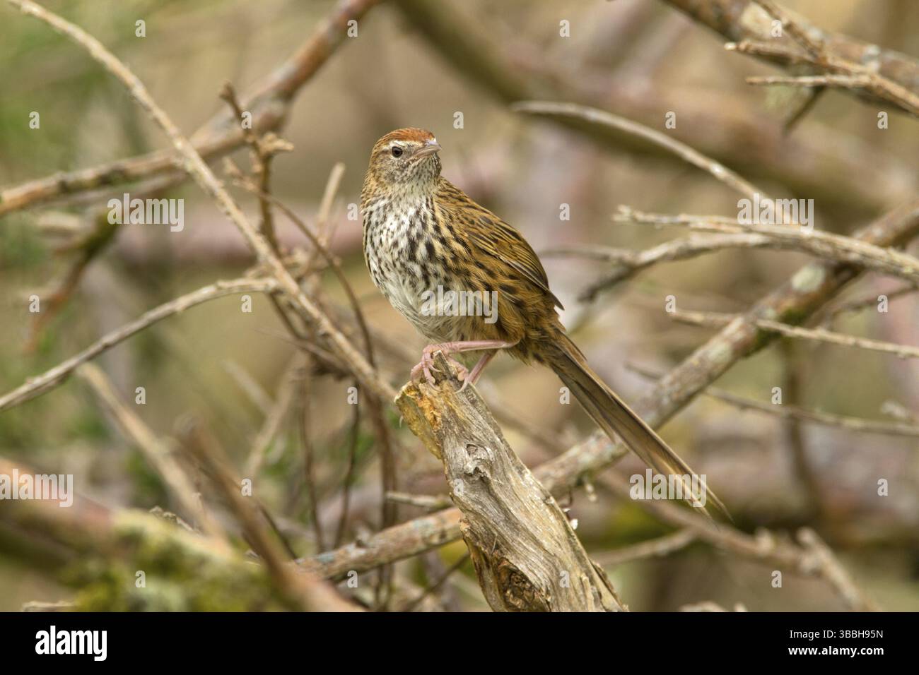 New Zealand Fernbird (Megalurus punctatus), New Zealand, Oceania Stock ...