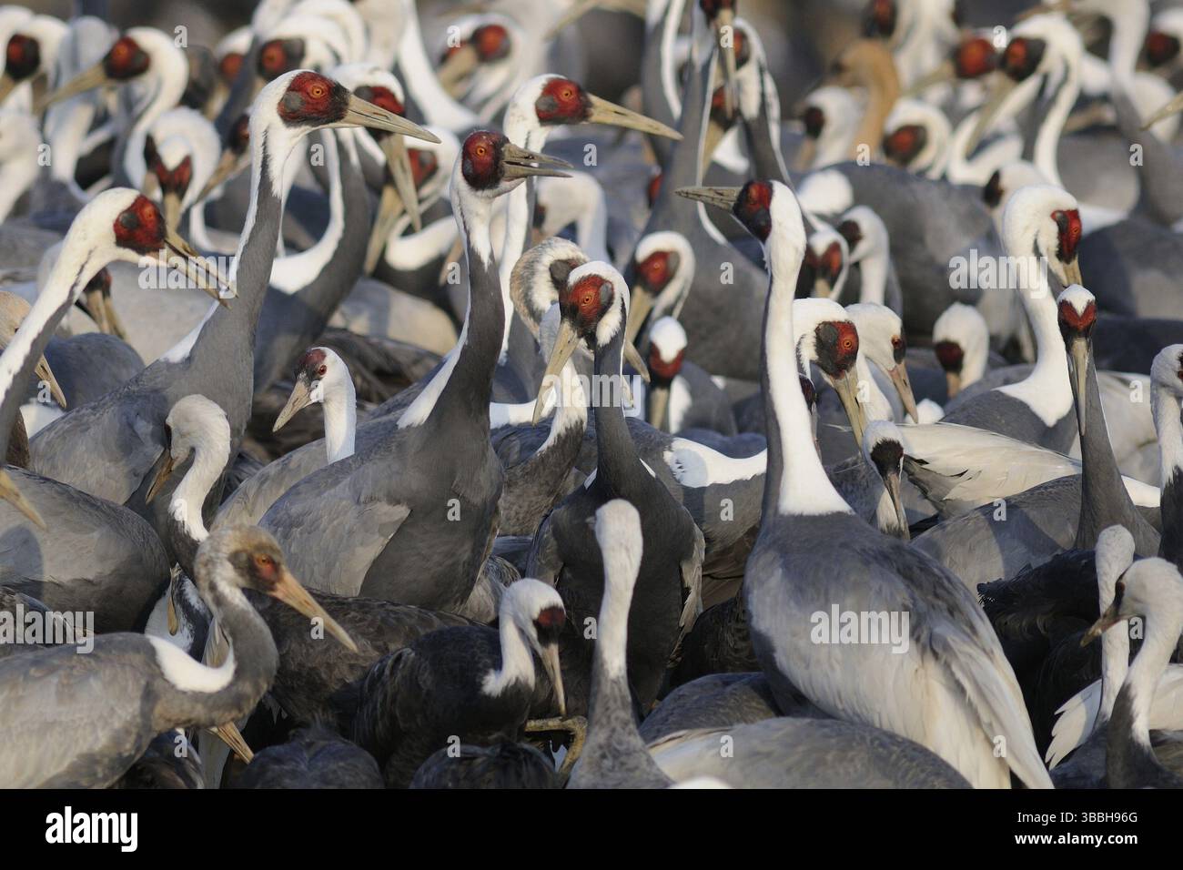 White-naped Crane (Antigone vipio), Arasaki, Japan, Asia Stock Photo ...