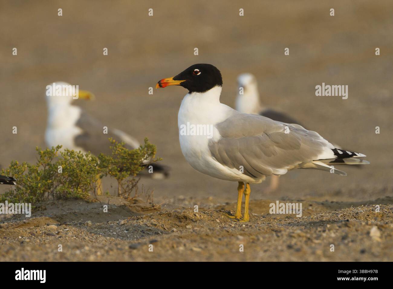 Pallas's Gull (Ichthyaetus ichthyaetus), Oman, Asia Stock Photo - Alamy