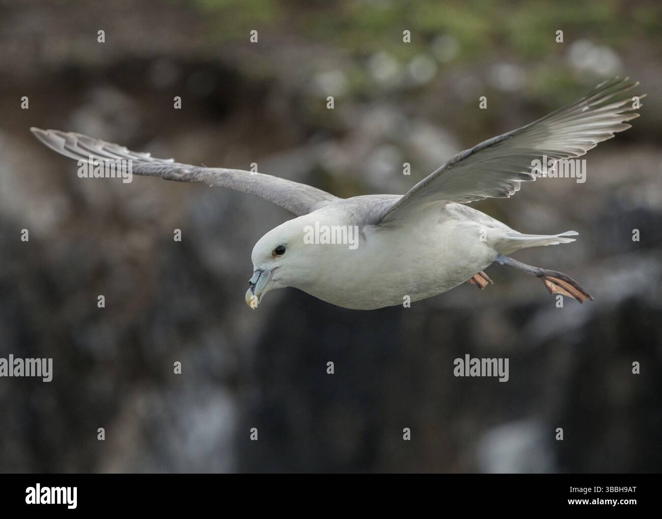 Northern Fulmar (Fulmarus glacialis) flying, Scotland, United Kingdom ...