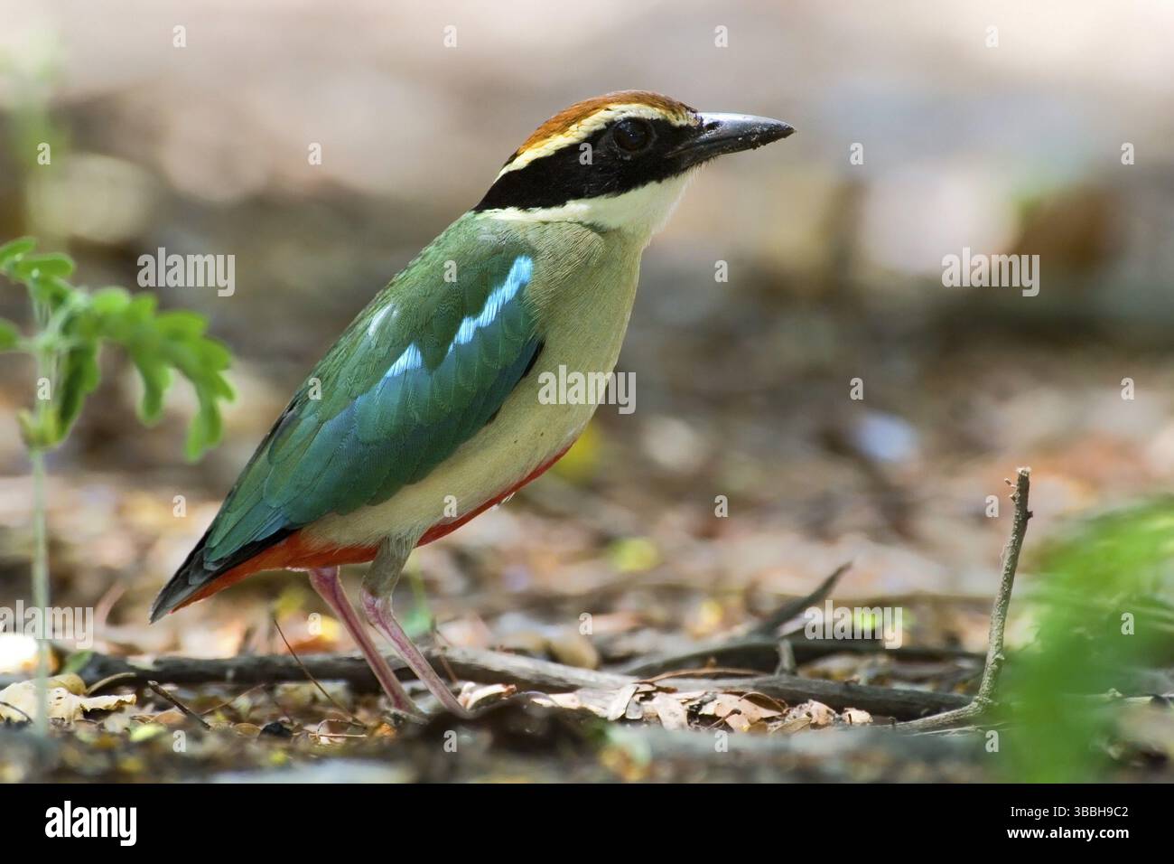 Fairy Pitta (Pitta nympha), Western Australia, Australia, Oceania Stock ...
