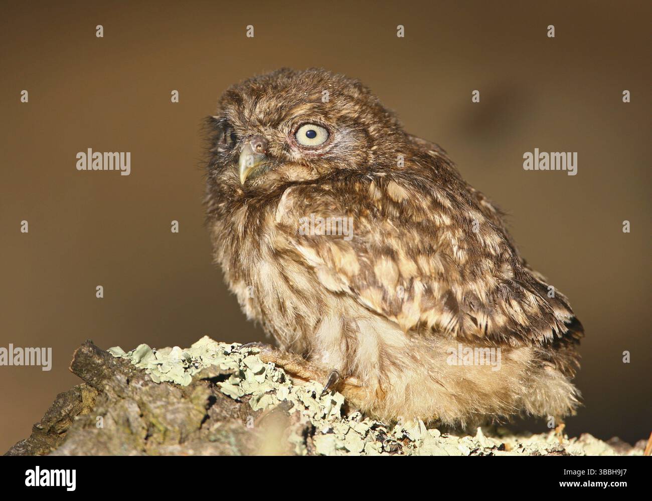 Little Owl (Athene noctua), Serra da Estrela, Portugal, Europe Stock ...
