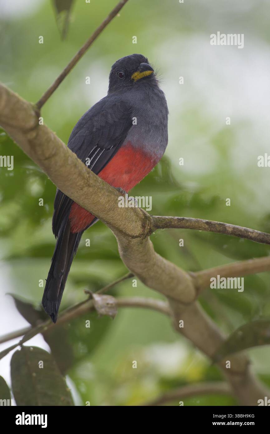 Choco Trogon (Trogon comptus) female, Rio Silanche, Ecuador, South ...