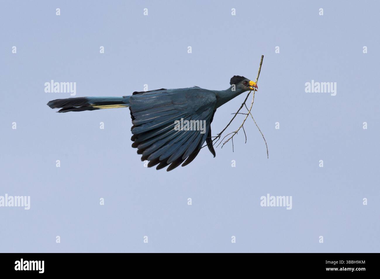 Great Blue Turaco (Corythaeola cristata) carrying nesting material in ...