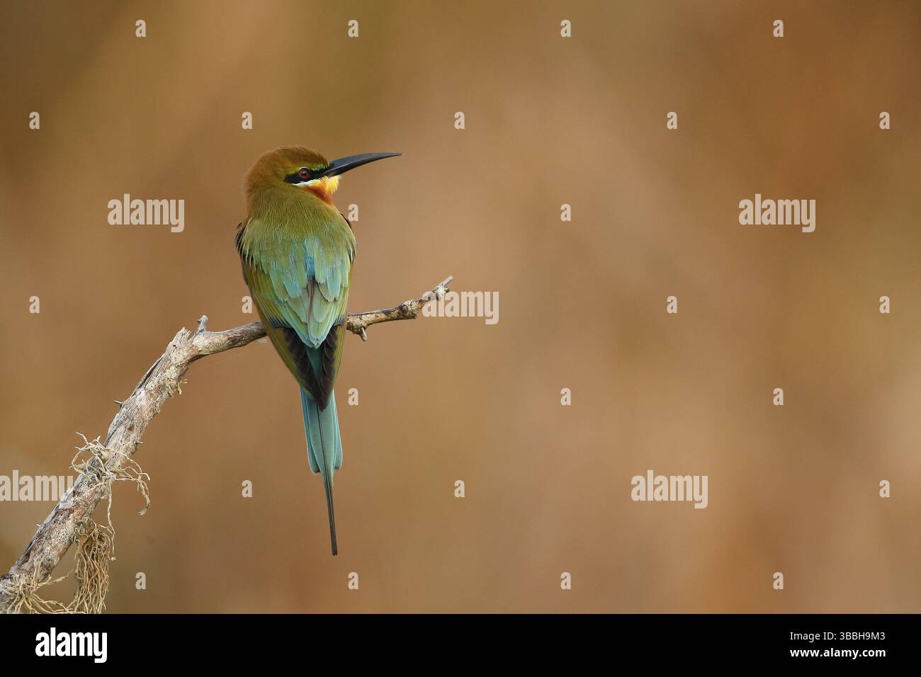 Blue-tailed Bee-eater (Merops philippinus), Sri Lanka, Asia Stock Photo ...