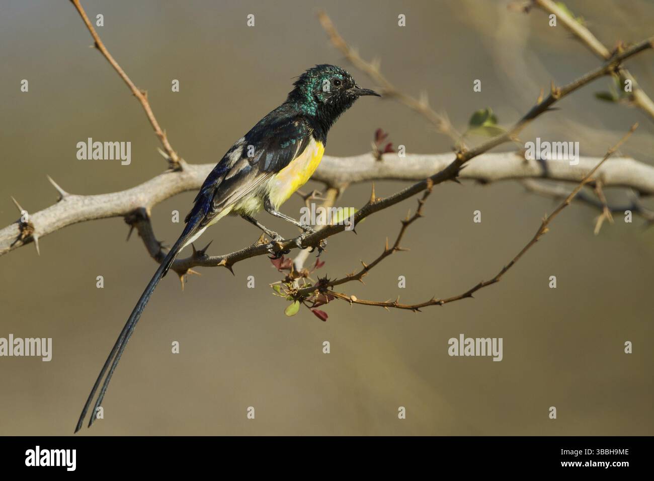 Nile Valley Sunbird (Hedydipna metallica) male, Oman, Asia Stock Photo ...