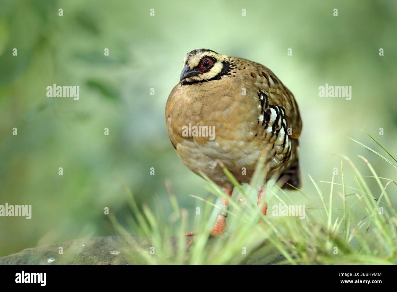 Bar-backed partridge, Arborophila brunneopectus, bird in the nature ...