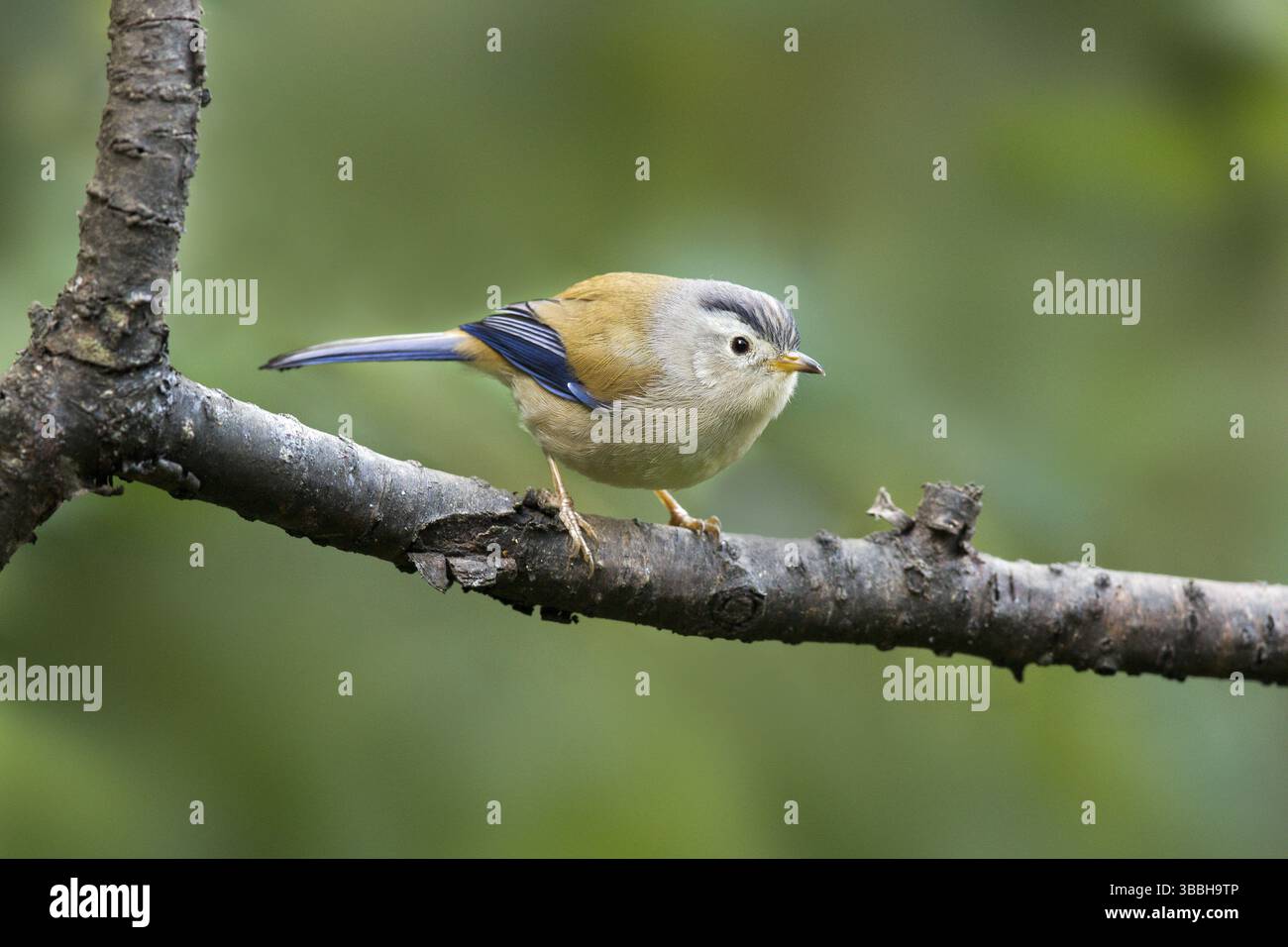 Blue-winged Minla (Minla cyanouroptera), Yunnan, China, Asia Stock ...