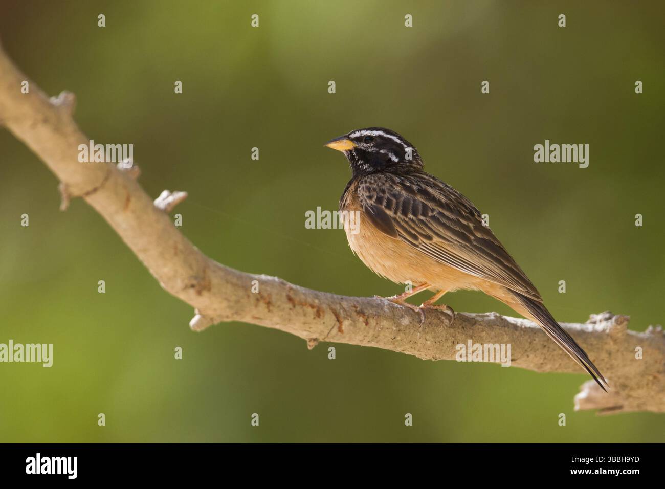 Cinnamon-breasted Bunting (Emberiza tahapisi), Oman, Asia Stock Photo ...